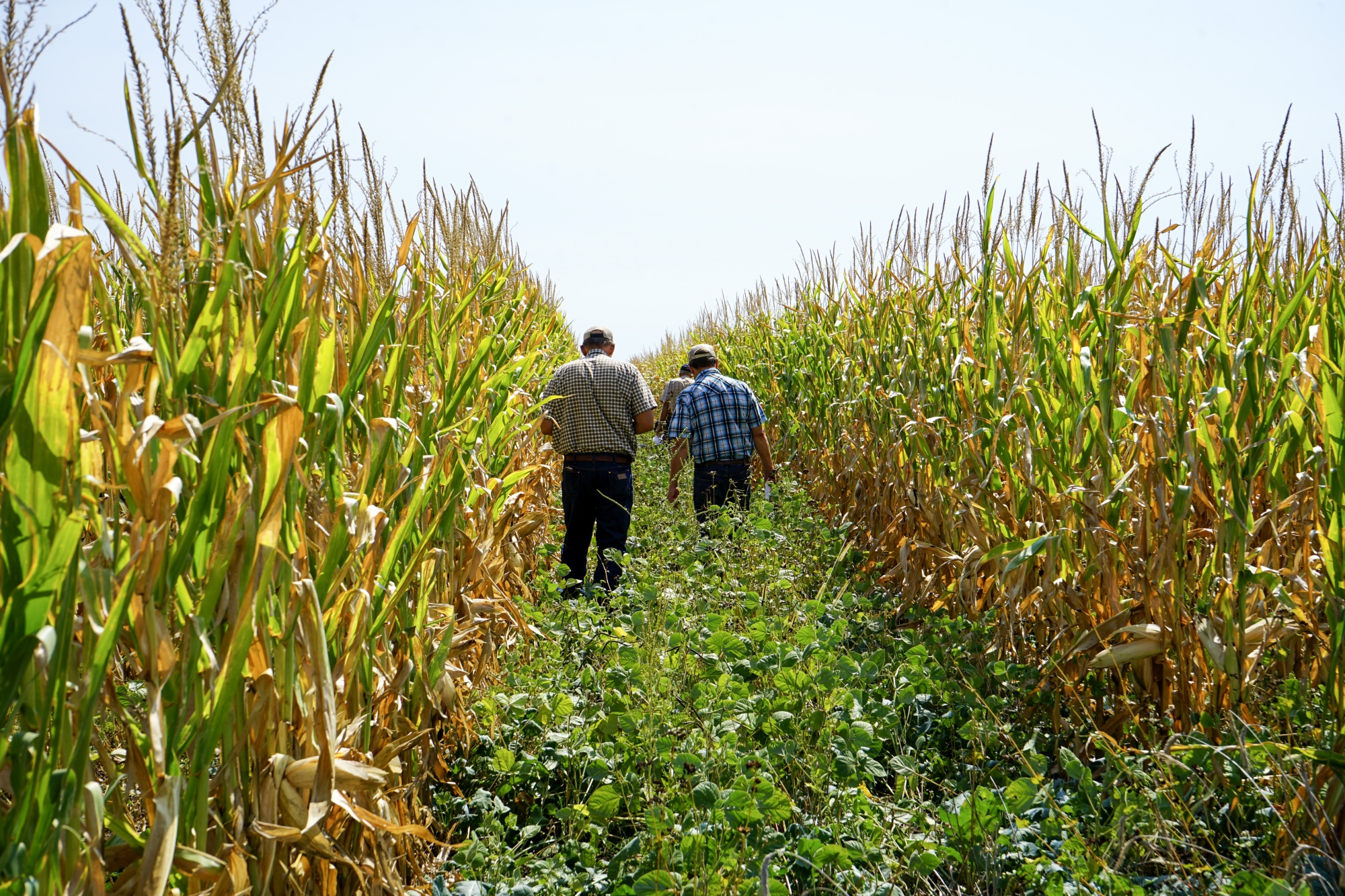 Incentive program offers cash for cover crops and other practices | Upper Big Blue Natural ...
